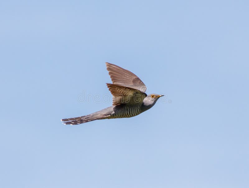 Cuckoo in flight stock image. Image of bird, cuckoo - 101758097