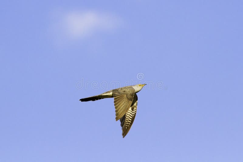Common Cuckoo in Flight / Cuculus Canorus Stock Photo - Image of cuckoo ...