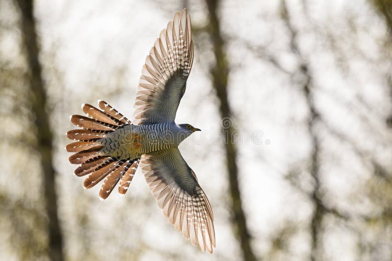 Common Cuckoo Wingspan in Flight Early at Spring Stock Image - Image of ...