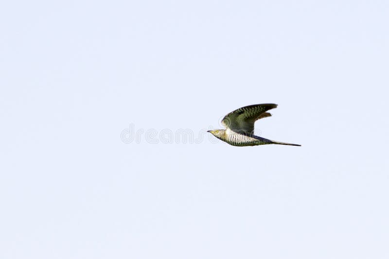 Common Cuckoo in Flight ( European Cuckoo) Stock Image - Image of ...