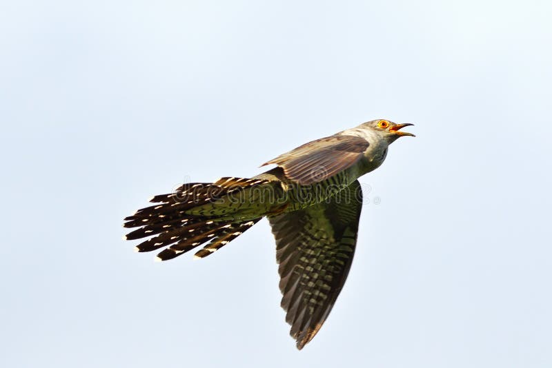 Common cuckoo in flight stock image. Image of animal - 149718079