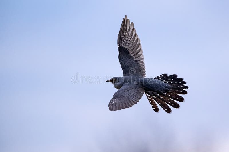 Common Cuckoo in Flight in the Sky Stock Photo - Image of bird, migrant ...