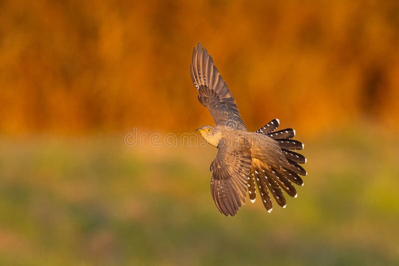 Common Cuckoo Flight Sunset Stock Photos - Free & Royalty-Free Stock ...