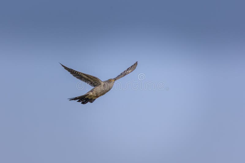 Common Cuckoo Flying in the Blue Sky, Cuculus Canorus Stock Photo ...