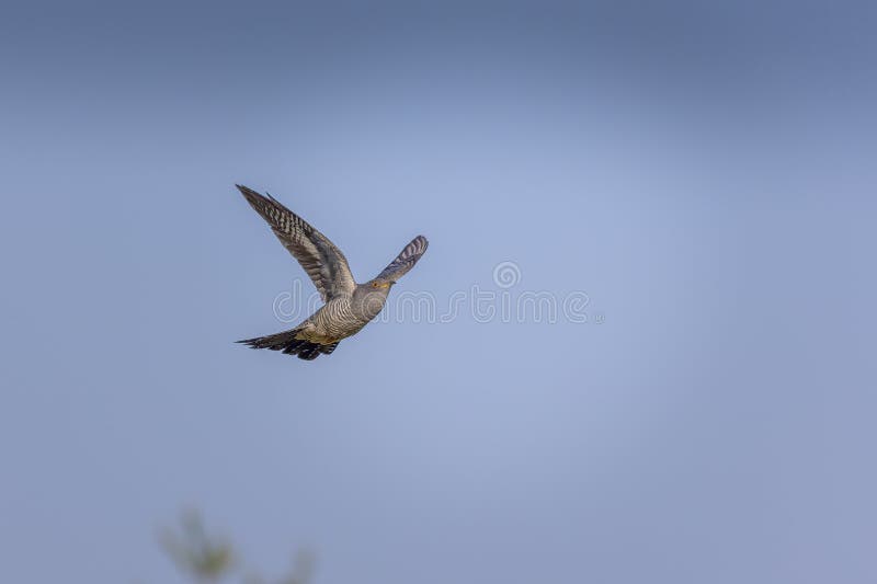 Common Cuckoo Flying in the Blue Sky, Cuculus Canorus Stock Photo ...