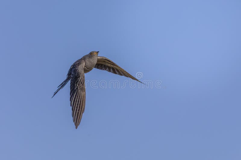 Common Cuckoo Flying in the Blue Sky, Cuculus Canorus Stock Image ...