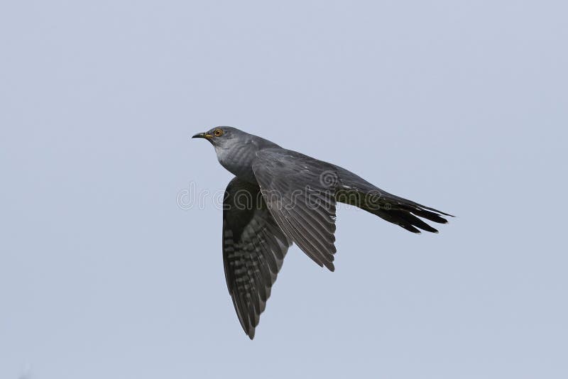 Common Cuckoo Cuculus Canorus Stock Photo - Image of habitat ...