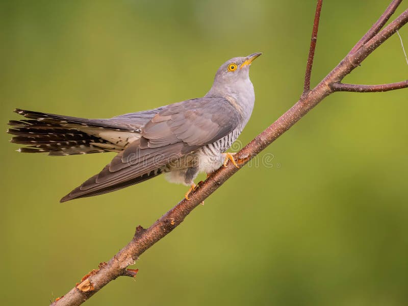 Common Cuckoo Perched on a Branch Stock Image - Image of yellow, tail ...