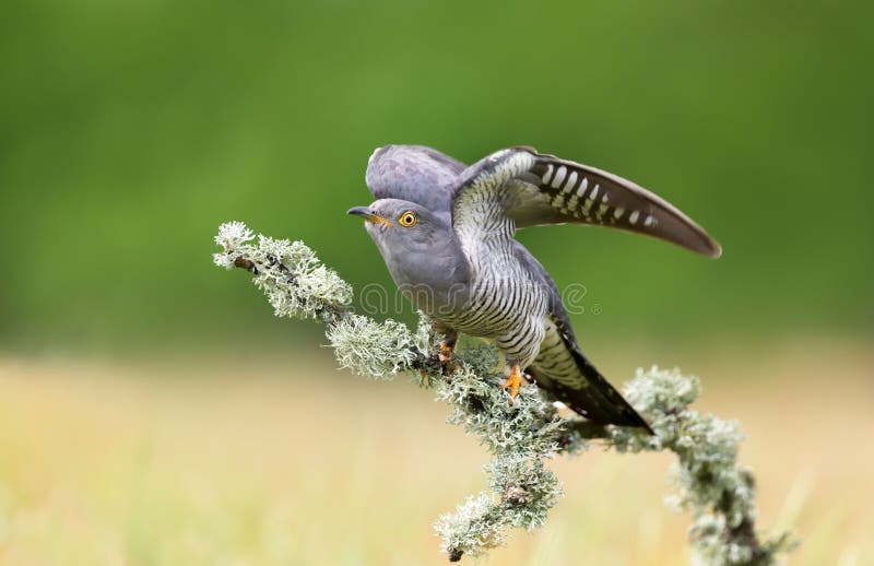 Common Cuckoo Perched on a Mossy Tree Branch Stock Photo - Image of ...