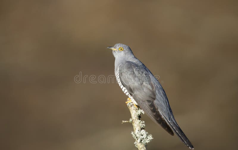 Common Cuckoo Perched on a Tree Branch Stock Image - Image of stick ...