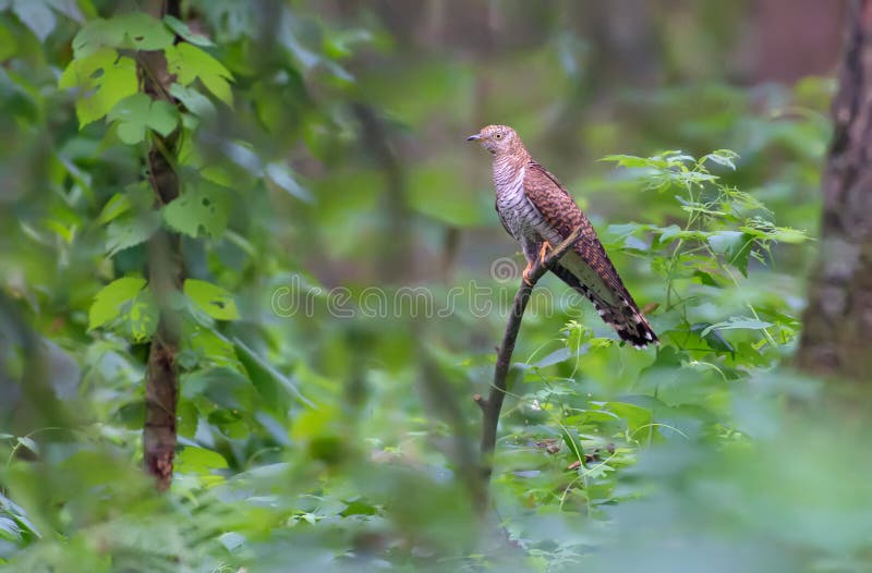 Common Cuckoo Sits Deep in the Green Foliage Stock Photo - Image of ...