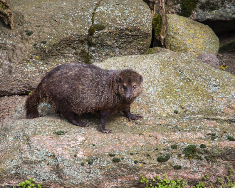 Common Cusimanse, the Long-nosed Kusimanse with a Wiry Texture Down the ...