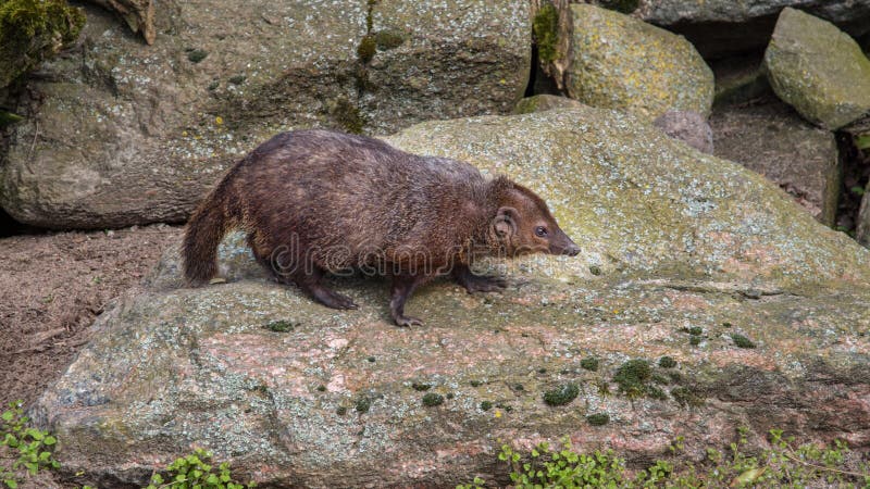 Common Cusimanse, the Long-nosed Kusimanse Stock Image - Image of ...