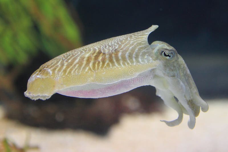 Common cuttlefish stock photo. Image of common, life - 28772288