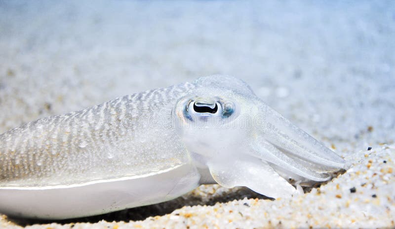 Commong Cuttlefish Stock Photos - Free & Royalty-Free Stock Photos from ...