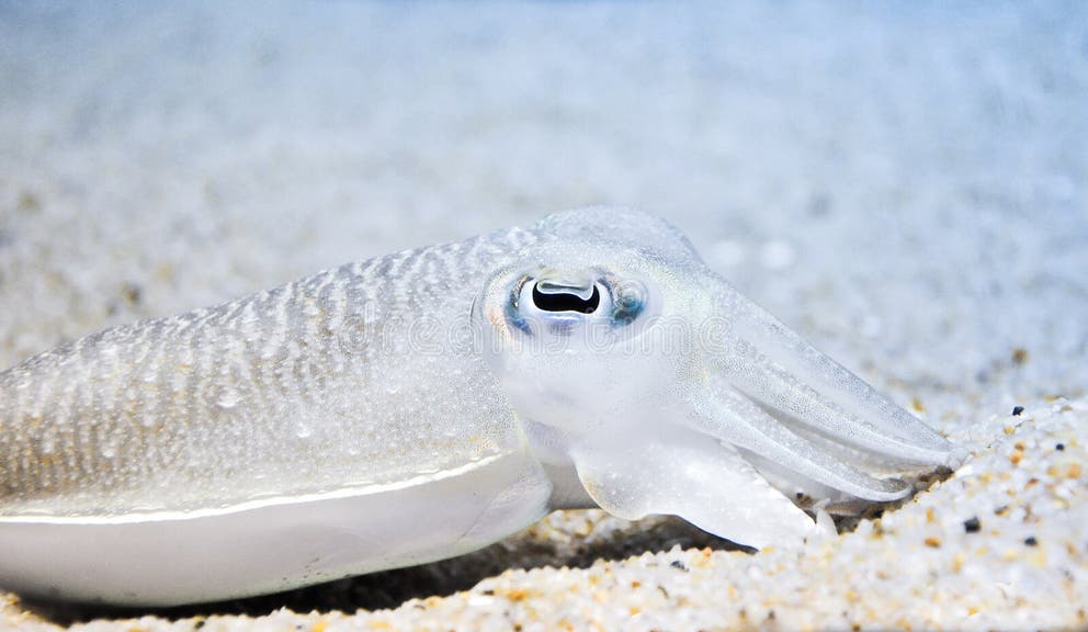 Common cuttlefish stock image. Image of closeup, water - 88806761
