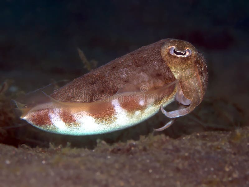 Common cuttlefish stock image. Image of sulawesi, world - 29941779