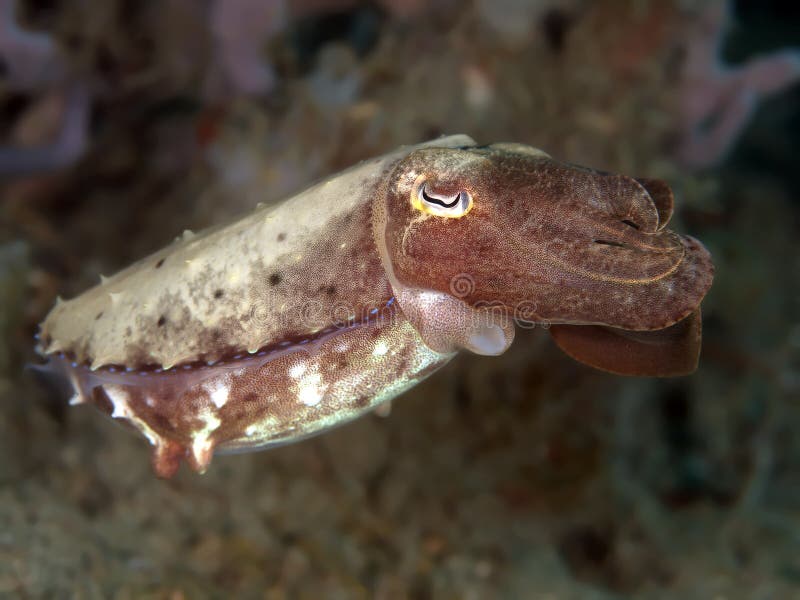 Common cuttlefish stock photo. Image of nature, animal - 29941810
