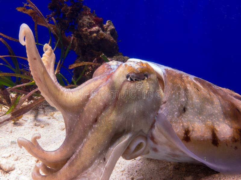 Common Cuttlefish (Sepia Officinalis) in Zoo Aquarium Stock Photo ...