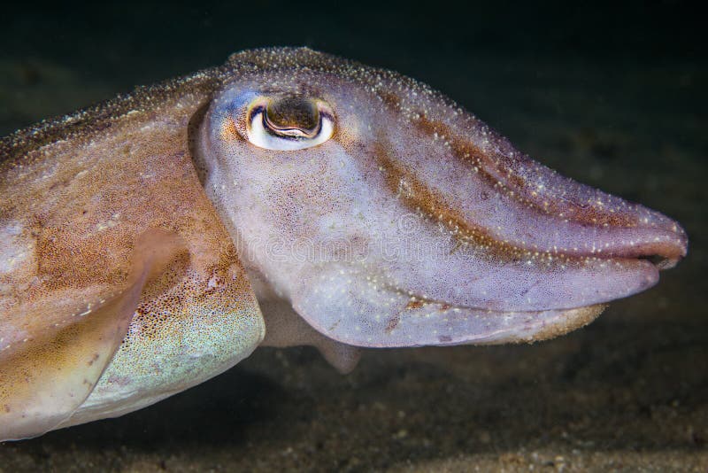 Common Cuttlefish Sepia Vermiculata Underwater Close Up Stock Photo ...