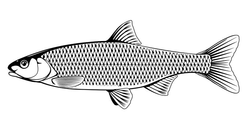 Common Dace Fish Isolated Illustration Stock Vector - Illustration of ...