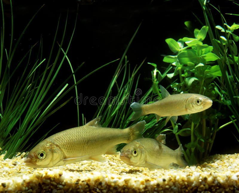 Common Dace, Leuciscus Leuciscus Stock Image - Image of cyprinidae ...