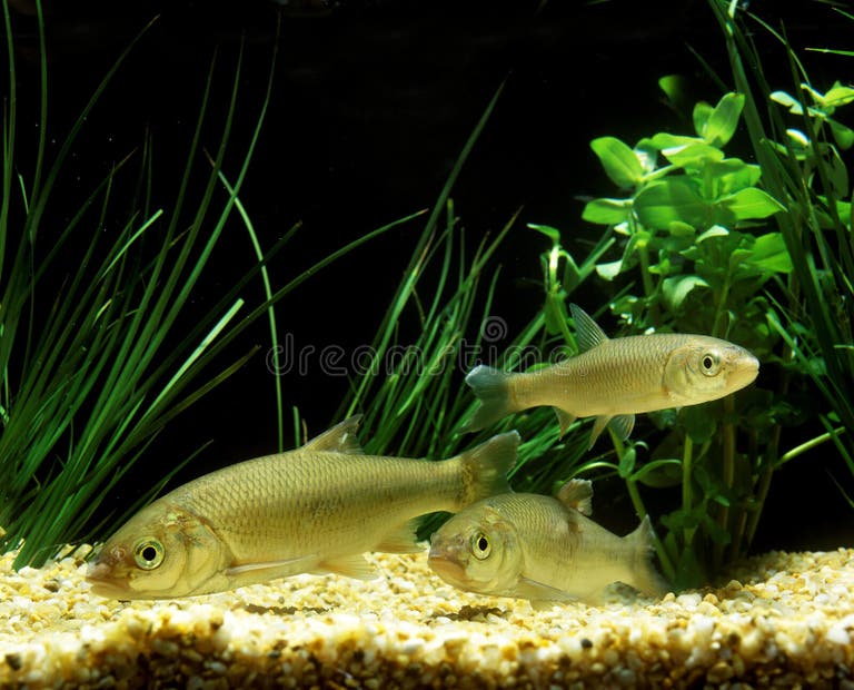 Common Dace, Leuciscus Leuciscus Stock Image - Image of cyprinidae ...