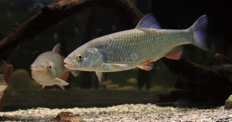 Common Dace, Leuciscus Leuciscus, Adults Swimming Stock Photo - Image ...