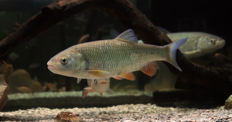 Common Dace, Leuciscus Leuciscus, Adults Swimming Stock Photo - Image ...