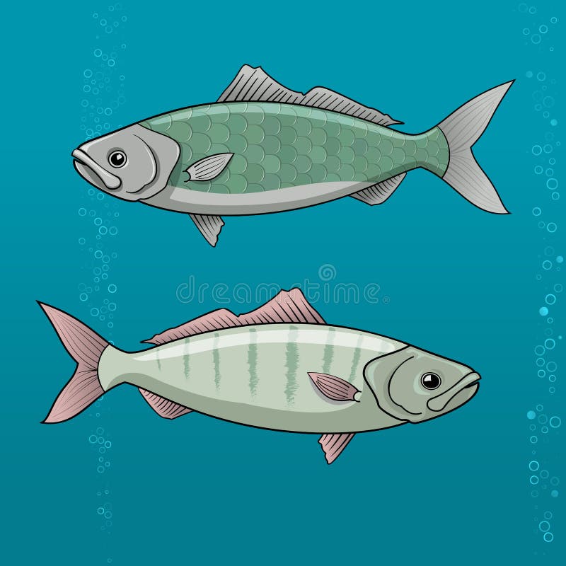 Common Dace Fish Isolated Illustration Stock Vector - Illustration of ...