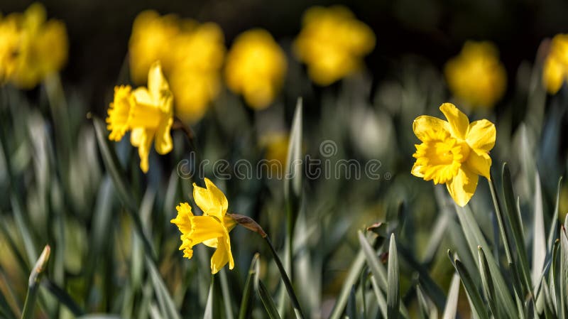 Beautiful Colorful Daffodils in Spring Stock Image - Image of bloomer ...