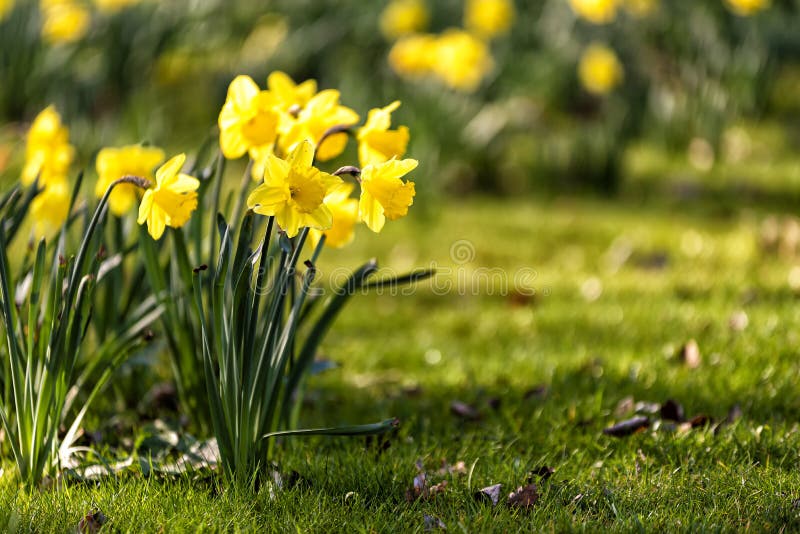 Beautiful Colorful Daffodils in Spring Stock Image - Image of fever ...