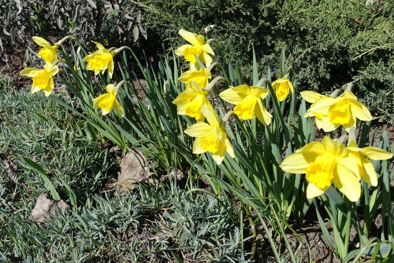Common Daffodils with Multiple Yellow Flowers Stock Photo - Image of ...