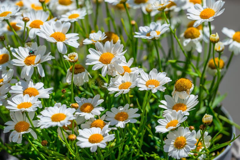 Common Daisies in a Bucket in a Garden.. Stock Photo - Image of daisy ...