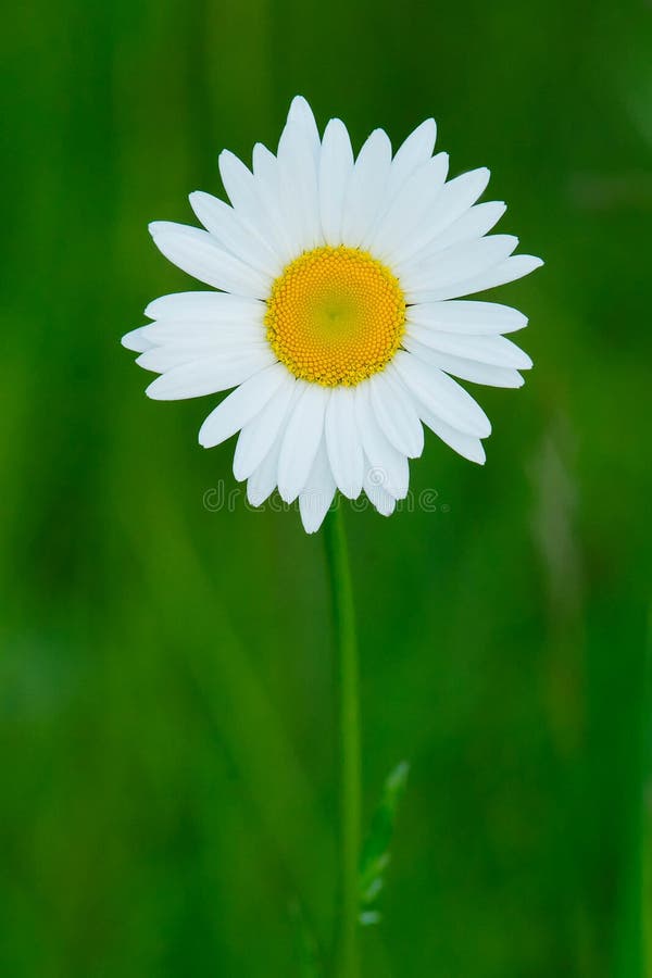 Oxeye Daisy - Leucanthemum Vulgare Stock Photo - Image of canada ...