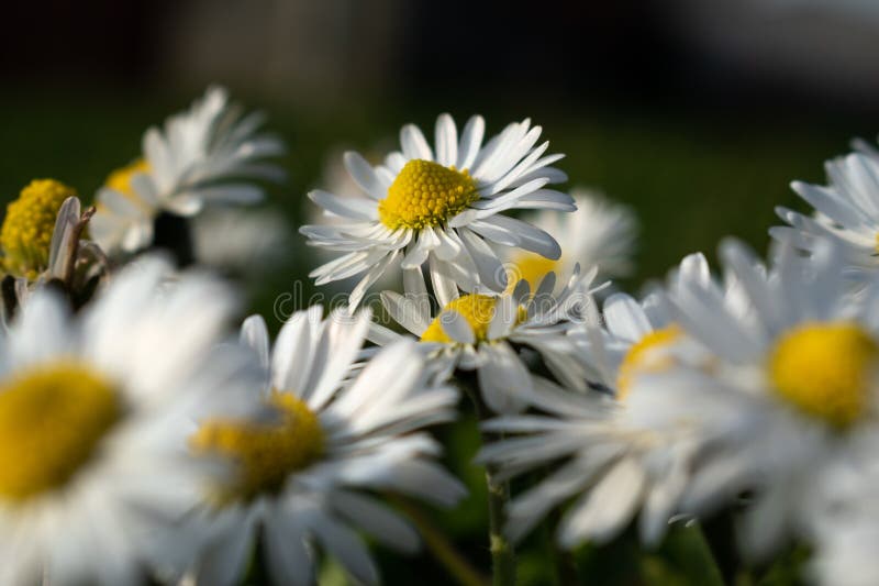 Common Daisy Close Up in Spring Stock Photo - Image of bellis ...