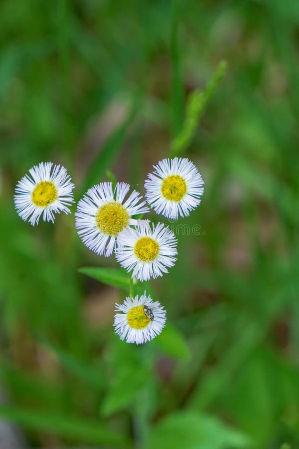 Daisy Fleabane stock image. Image of gravel, gardening - 92271315