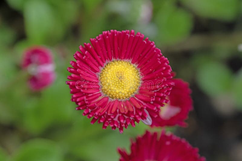 Common Daisy Flower, Bellis Perennis Stock Photo - Image of botany ...