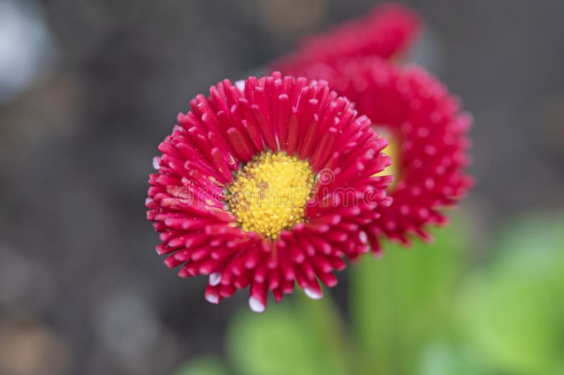 Common Daisy Flower, Bellis Perennis Stock Photo - Image of white, lush ...