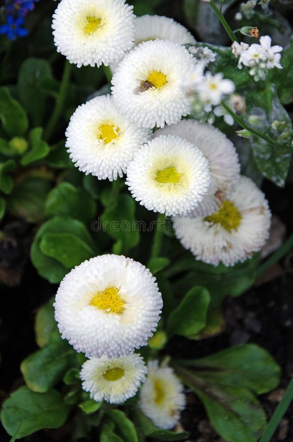 Common Daisy Flower, Bellis Perennis Stock Photo - Image of wild ...