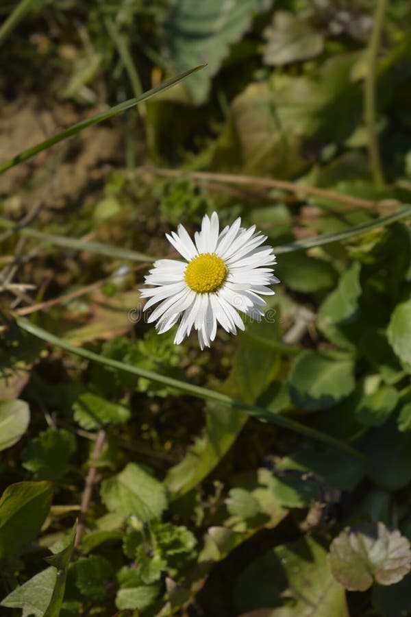 Common daisy stock photo. Image of flower, botany, bellis - 310193824