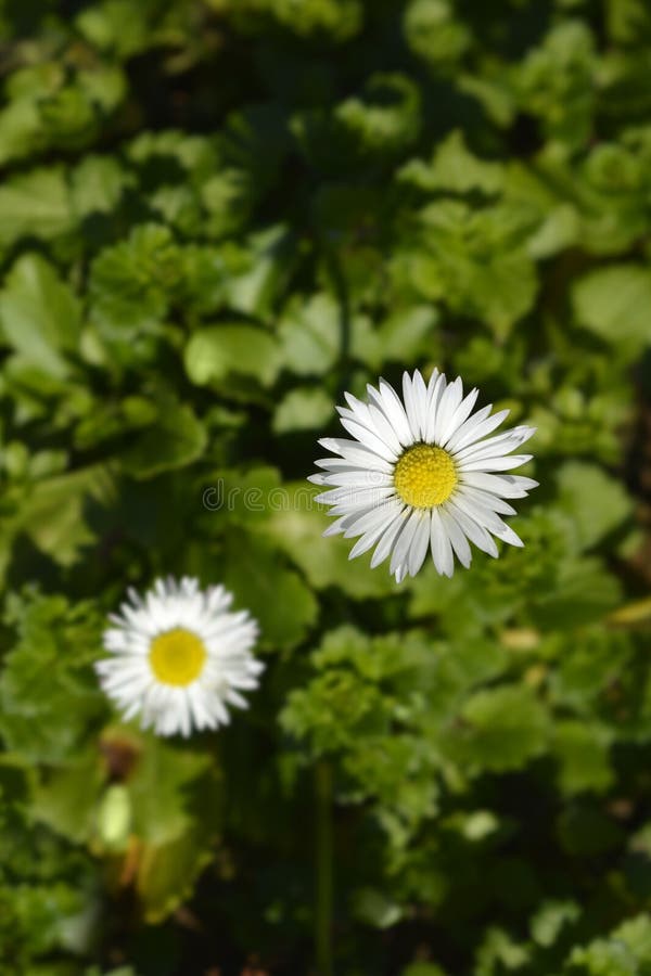 Common daisy stock photo. Image of white, garden, perennis - 273854524