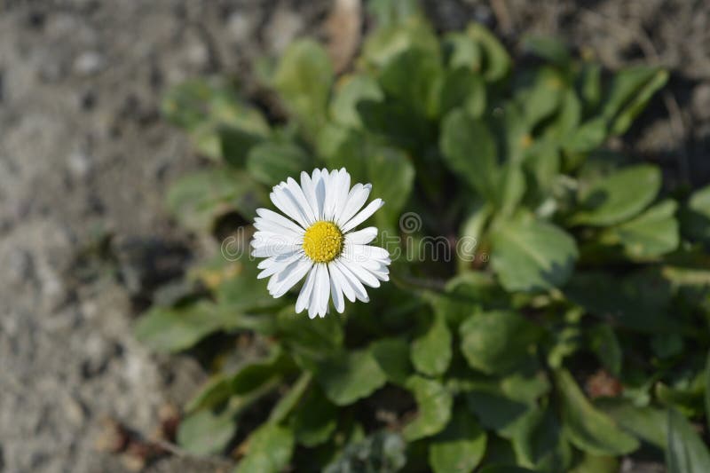 Common daisy stock photo. Image of nature, common, flower - 357141960