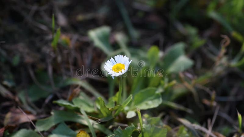 Common Daisy Flower Slightly Moving in the Wind Stock Footage - Video ...