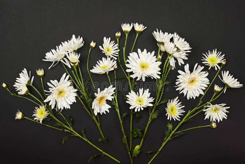 Common Daisy Flowers on Dark Background Stock Image - Image of ...