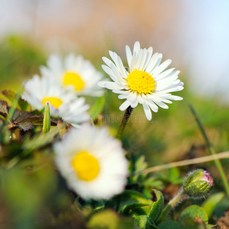 Common Daisy Flowers in Green Grass Stock Image - Image of english ...