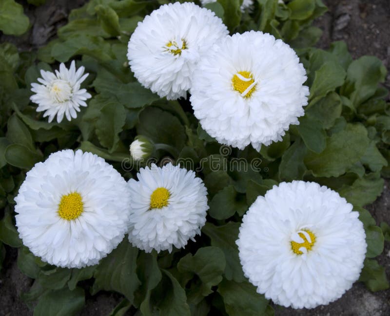Common daisy flowers stock image. Image of flowers, florets - 116237731