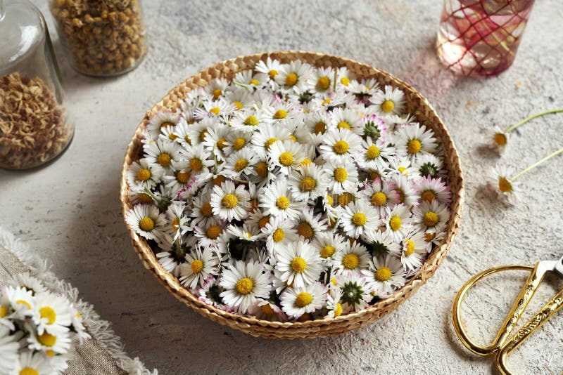 Common Daisy Flowers on a Table Stock Image - Image of food, wild ...