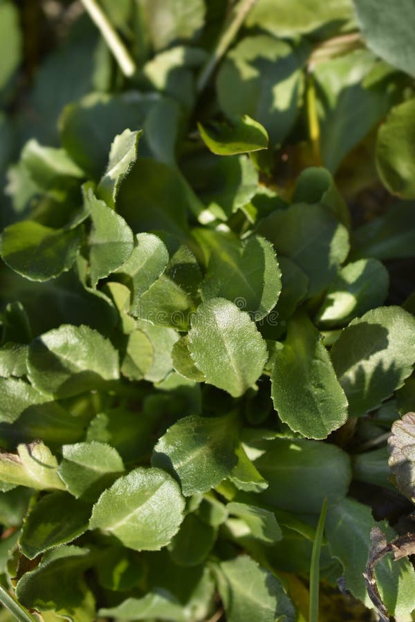 Common daisy stock image. Image of commondaisy, lawn - 267010097