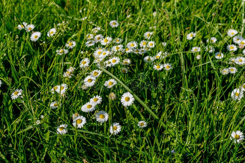 White spring daisies stock image. Image of plant, sunny - 220493647